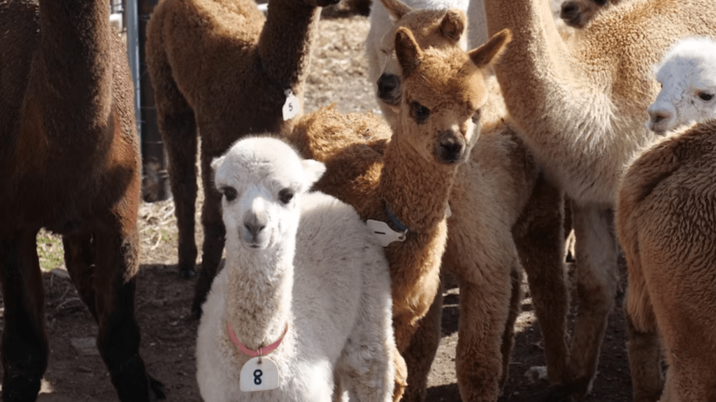 Australian Alpaca Herd Size Reaches 400,000 After Record Breeding ...